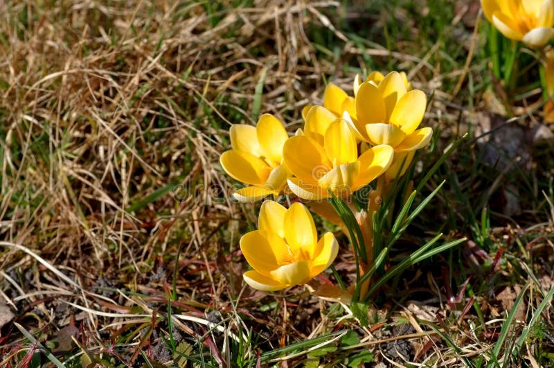 Crocus yellow stock photo. Image of bloom, yellow, early - 50577282