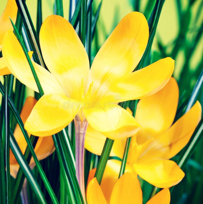 Crocus yellow flowers stock image. Image of close, perception - 50977209