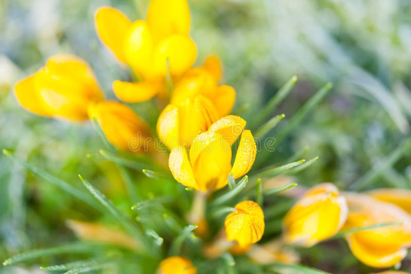 Crocus is Yellow. Spring Etude Stock Photo - Image of flower, crocus ...