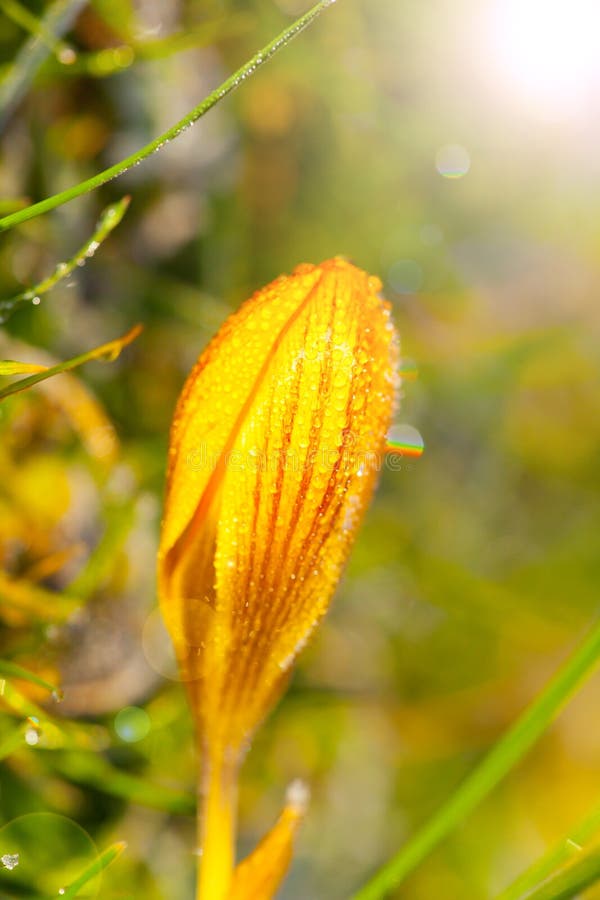 Crocus is Yellow. Spring Etude Stock Photo - Image of flower, crocus ...