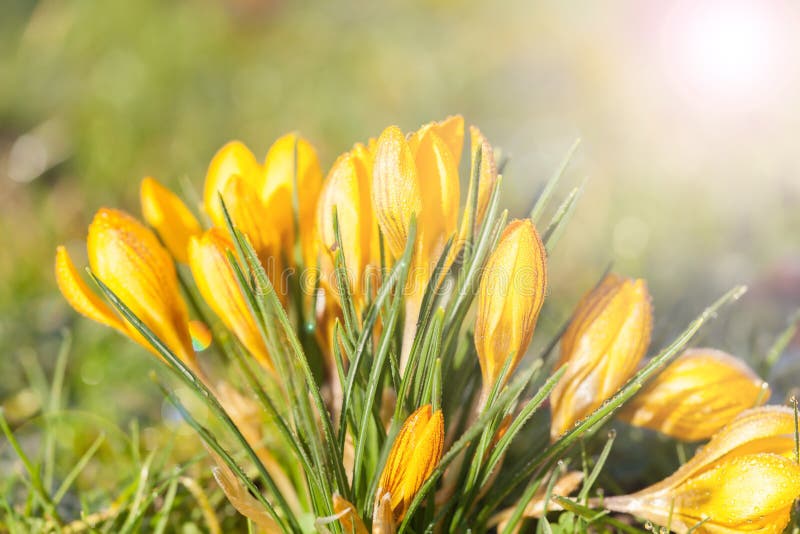 Crocus is Yellow. Spring Etude Stock Photo - Image of flower, crocus ...