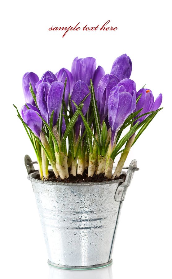 Crocuses stock image. Image of plant, floral, petal, florist - 13636103