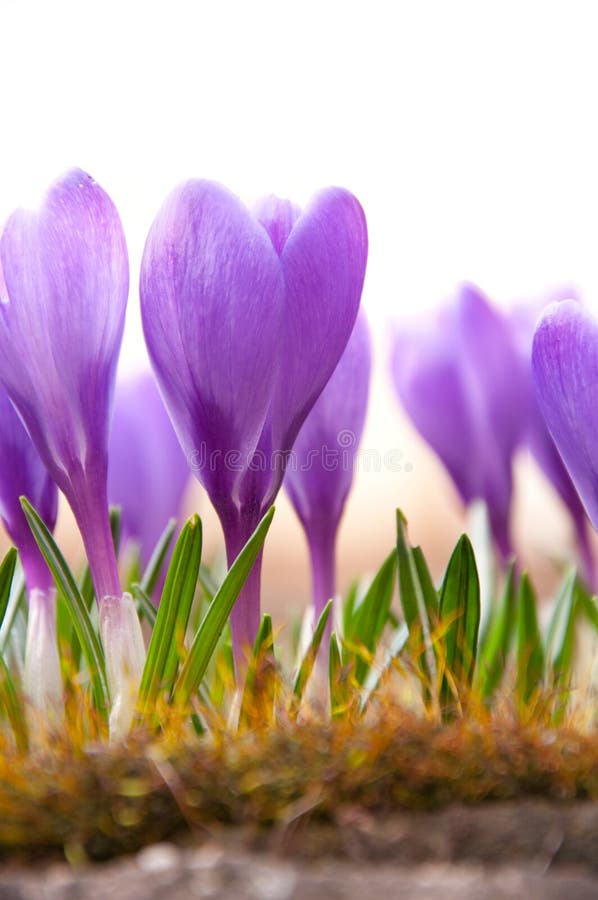 Crocus Spring Flowers stock photo. Image of elegant, design - 24125386