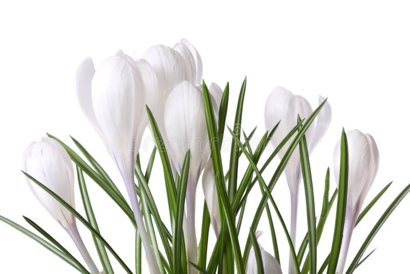 Crocuses stock photo. Image of bright, isolated, bouquet - 18881894