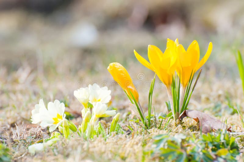 Crocuses stock photo. Image of beautiful, bright, flowers - 18958148