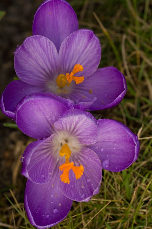 Crocuses stock photo. Image of single, colour, flower - 28956896