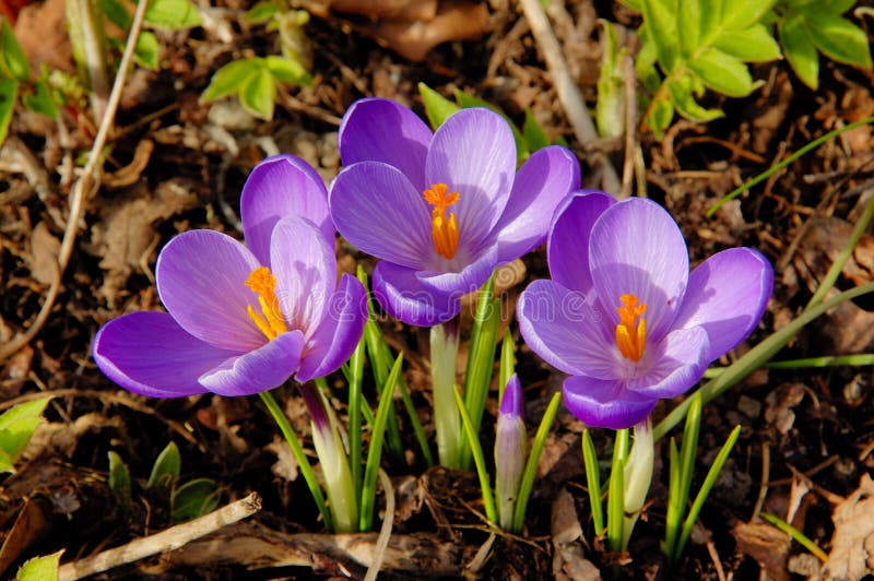 Crocuses stock image. Image of group, copy, green, leaf - 30645831