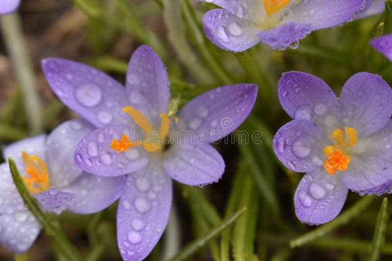 Crocuses in Bloom in the Garden Stock Photo - Image of apolline, petal ...