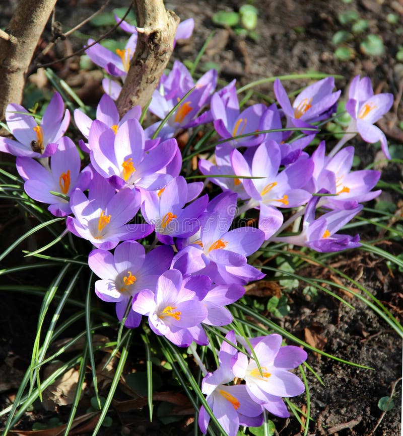 Crocuses in Bloom in the Spring Garden Stock Photo - Image of leafs ...