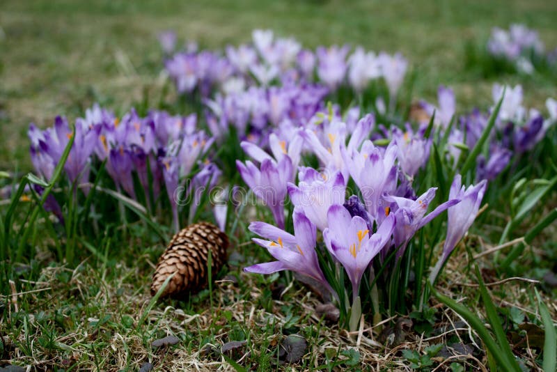 Crocus in flower-bed stock image. Image of easter, bloom - 2079465