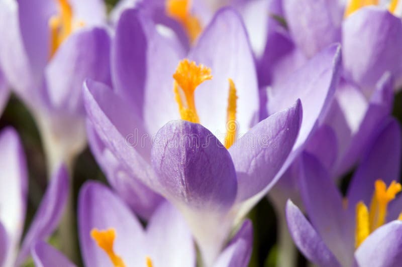 Purple Crocus Flowers stock photo. Image of gardening - 24374496