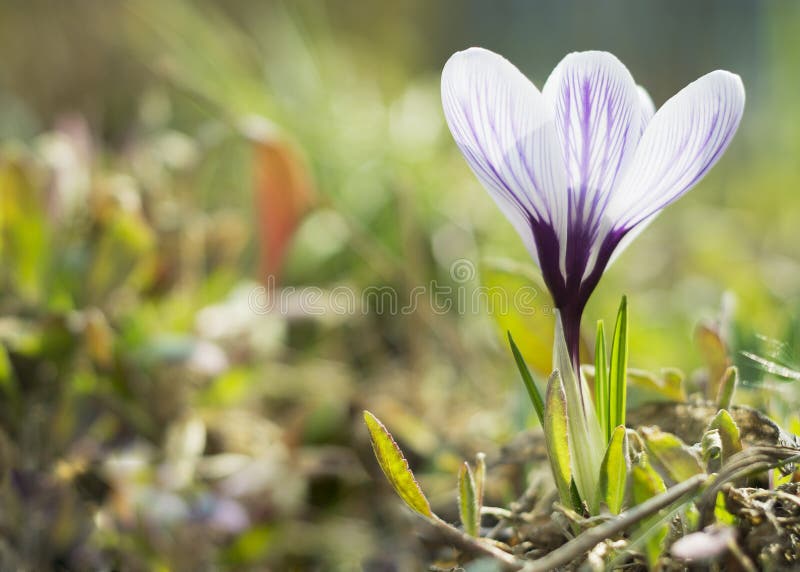 Crocuses. Close-up stock photo. Image of fresh, color - 272781592