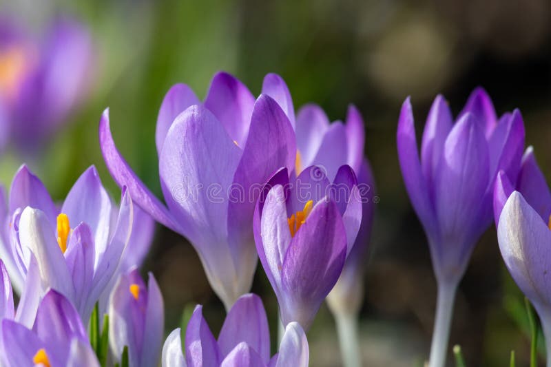 Crocuses stock photo. Image of seasonal, flowers, beautiful - 269887918