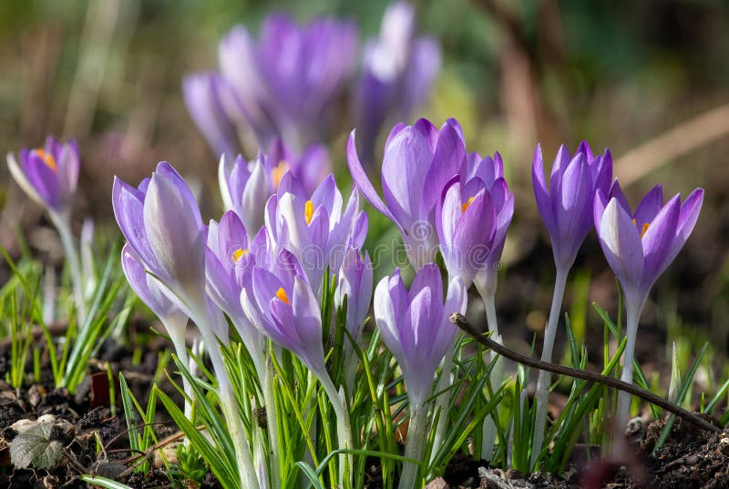 Crocuses stock photo. Image of crocus, time, flower - 269888002