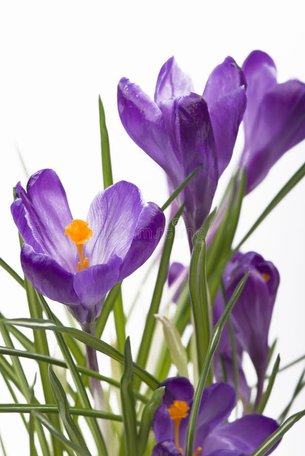 Crocuses. Crocus Flower in the Spring Isolated on White Stock Photo ...