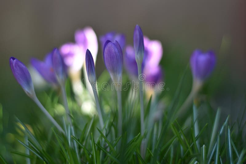 Crocuses (Crocus) in Spring Stock Photo - Image of flower, close: 269589236