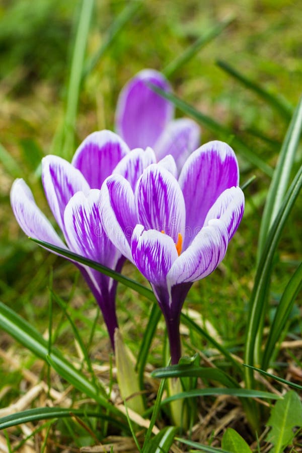 Crocuses - an Early Spring Flowers Stock Photo - Image of color ...