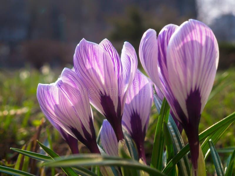 Crocuses Family Under Bright Sun Spring Time Stock Photos - Free ...
