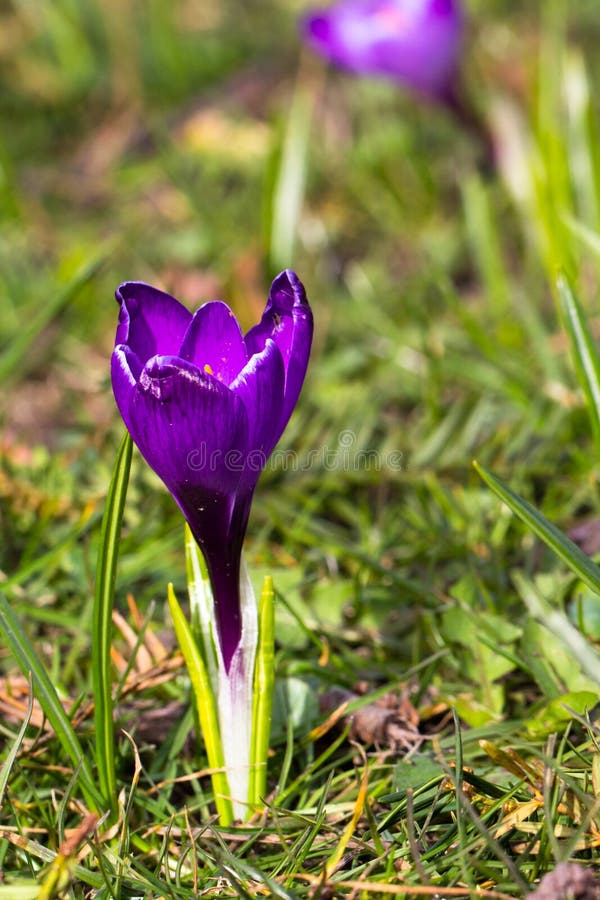 Crocuses - First Spring Flowers Stock Image - Image of flowers, natural ...