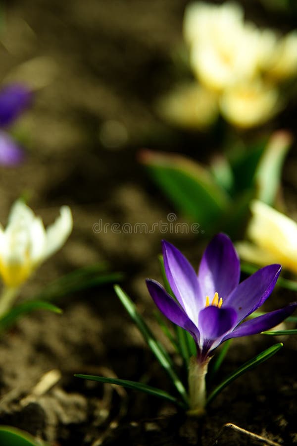 Crocuses stock image. Image of crocuses, stem, gardens - 85539649