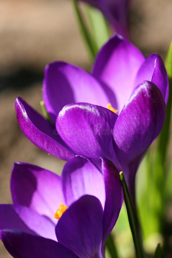 Purple Crocus Flowers stock photo. Image of gardening - 24374496