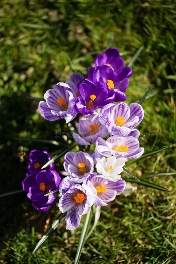 Crocuses Flowers. a Group of Crocuses in the Grass. Stock Image - Image ...