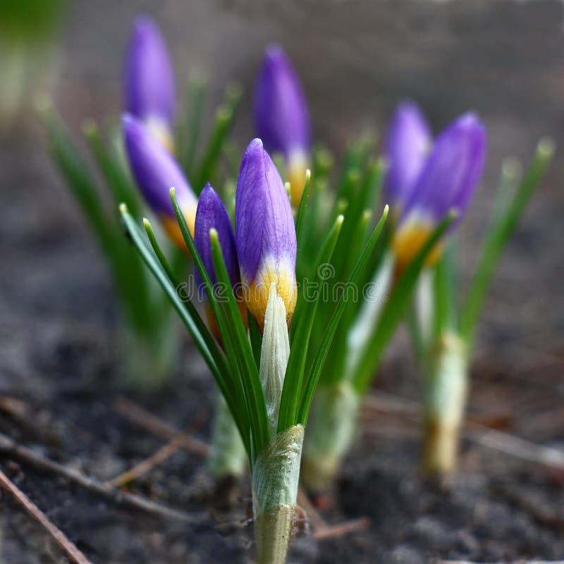 Crocuses in four colors. stock photo. Image of outdoor - 165131800