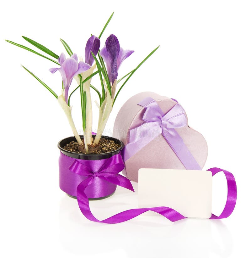 Crocuses, the Gift Box Decorated with Tapes Stock Photo - Image of ...