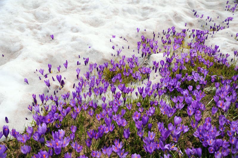 Crocuses Growing through Snow Stock Photo - Image of sunny, purple ...