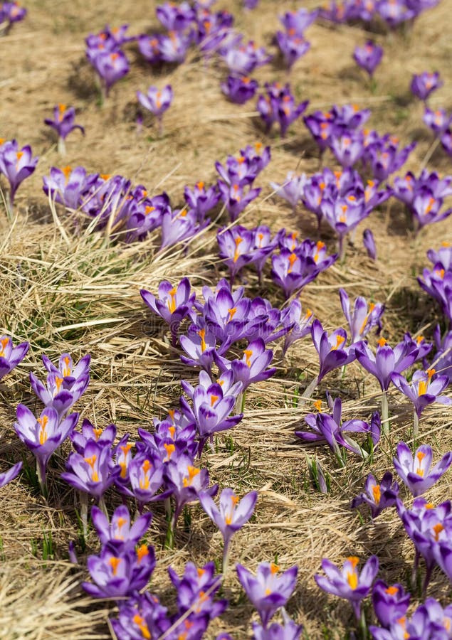 Crocuses on the Meadow, First Springtime Flowers. Stock Image - Image ...