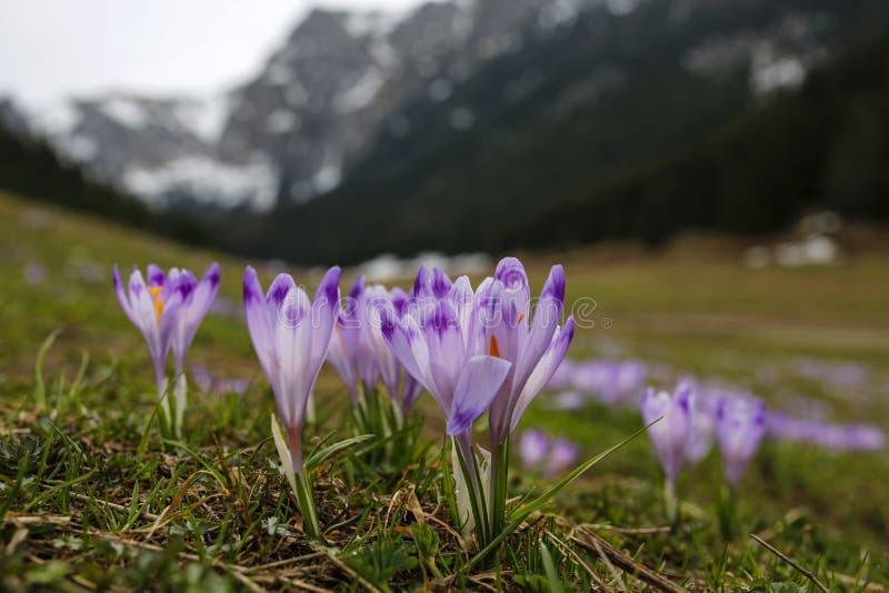 Crocuses on a Mountain Glade Stock Image - Image of focus, natural ...