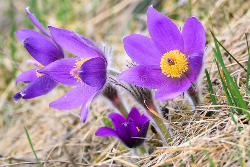 Crocuses stock image. Image of blossom, beautiful, flower - 57673537