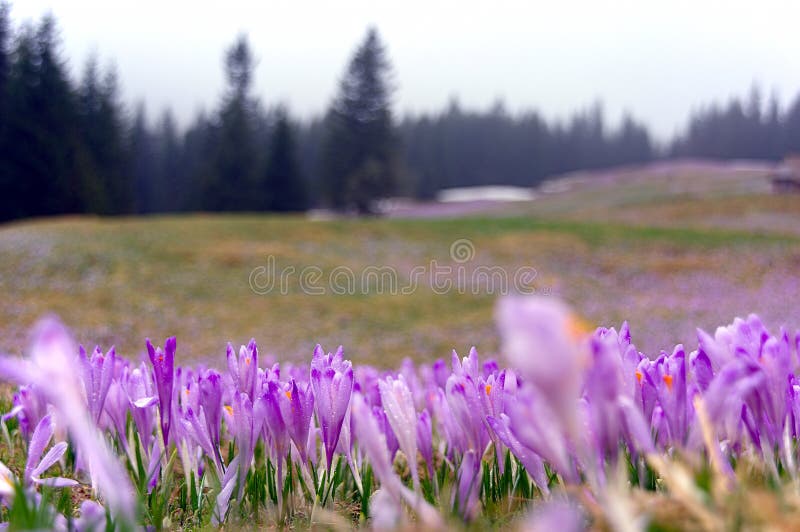 Crocuses on a Mountain Meadow. Tatry Stock Photo - Image of beautiful ...