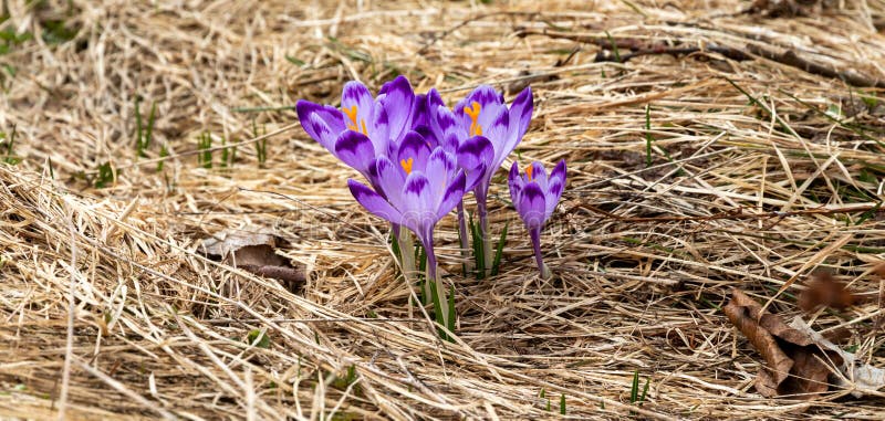 Crocuses in the Mountains. Botanical Background from the Trip Stock ...