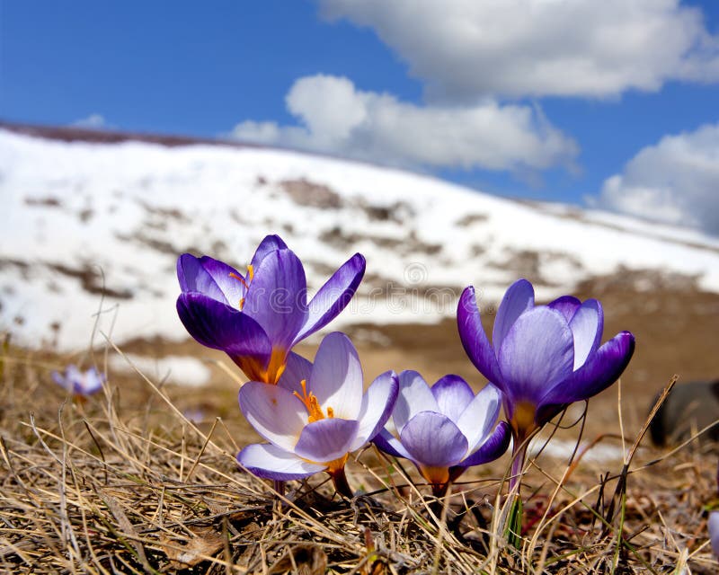 Crocuses in mountains stock photo. Image of growth, flower - 44639652