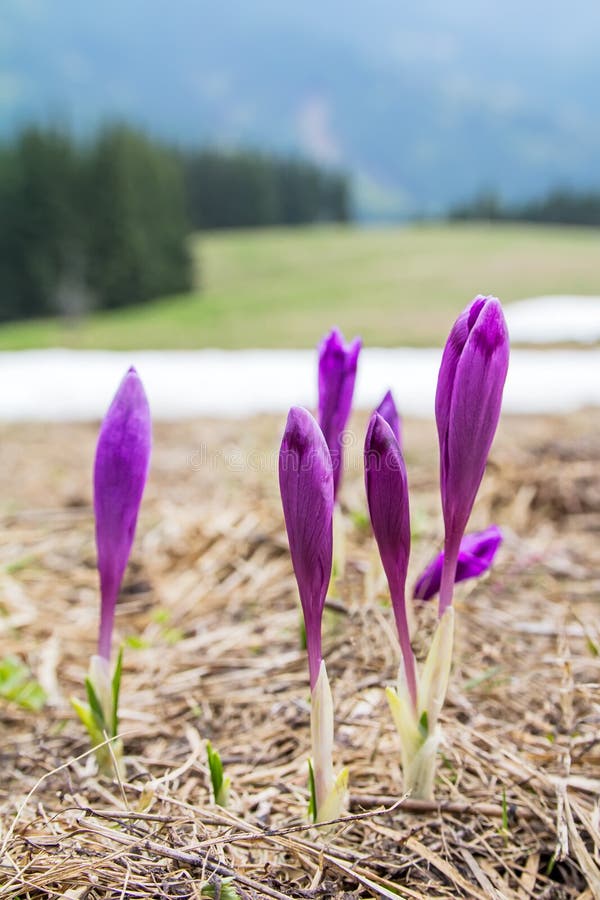 Crocuses on the Mountine Meadow Stock Image - Image of plants, flower ...