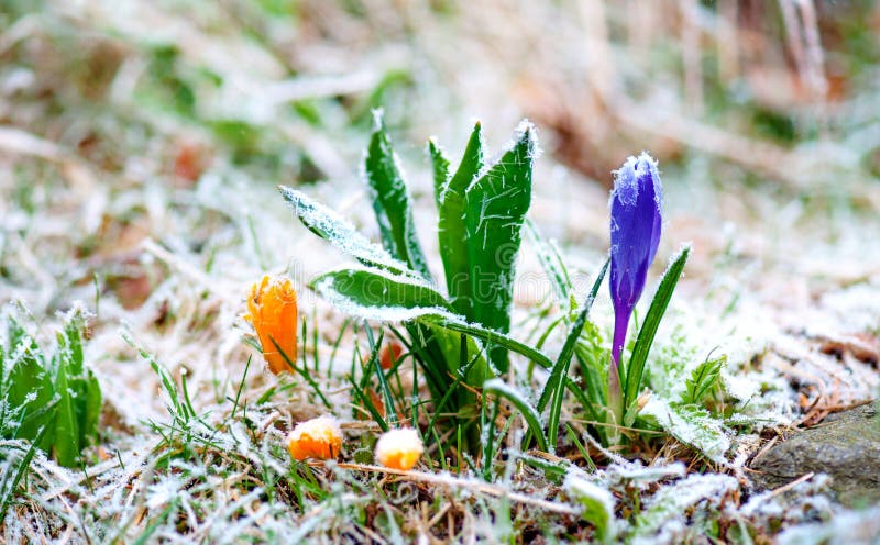 Crocuses with rime frost stock image. Image of crocus - 38965171