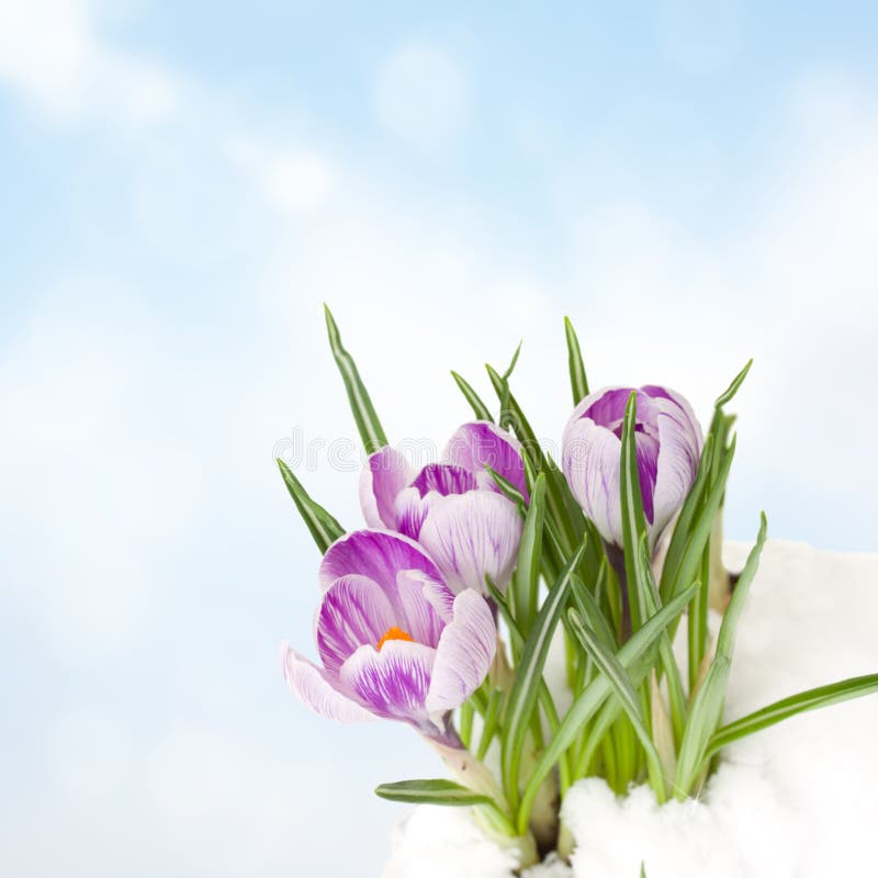 Crocus in snow stock photo. Image of bunch, white, fresh - 29859682