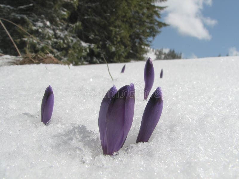 Crocuses on a snow stock image. Image of leaf, beauty - 4414983