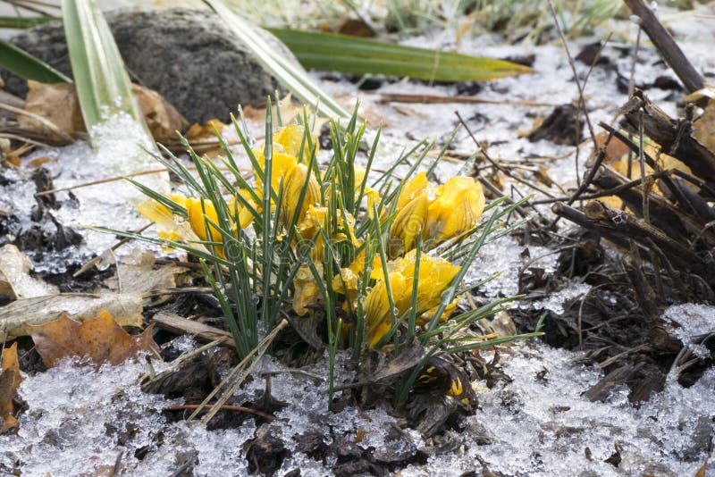Crocuses and Snow stock image. Image of sunlight, nature - 50580399