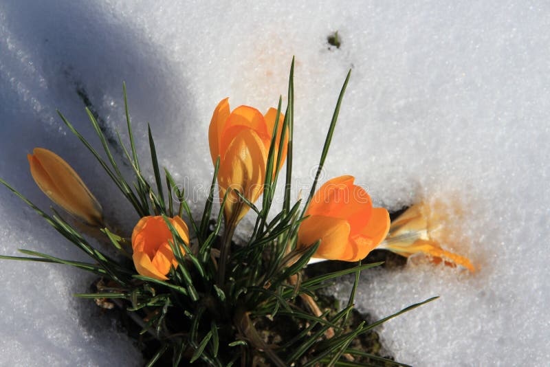 Crocuses in the snow. stock photo. Image of bulb, flora - 112318418