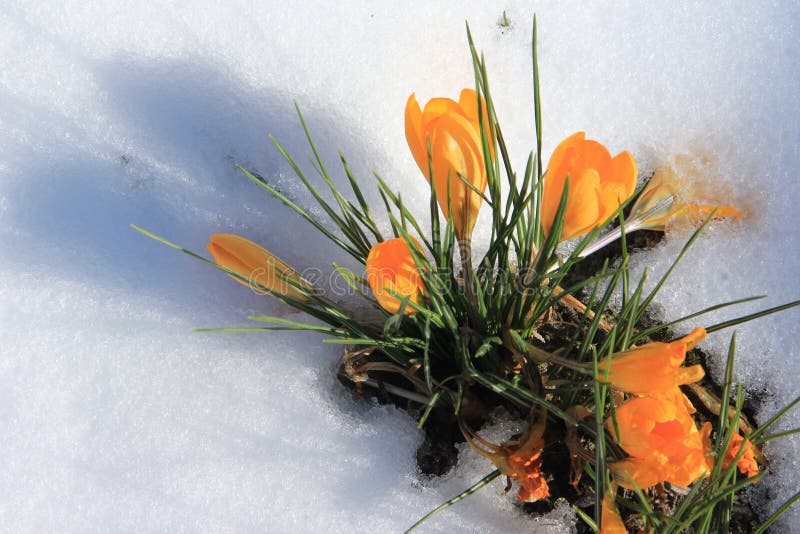 Crocuses in the snow. stock image. Image of leaves, home - 112318419