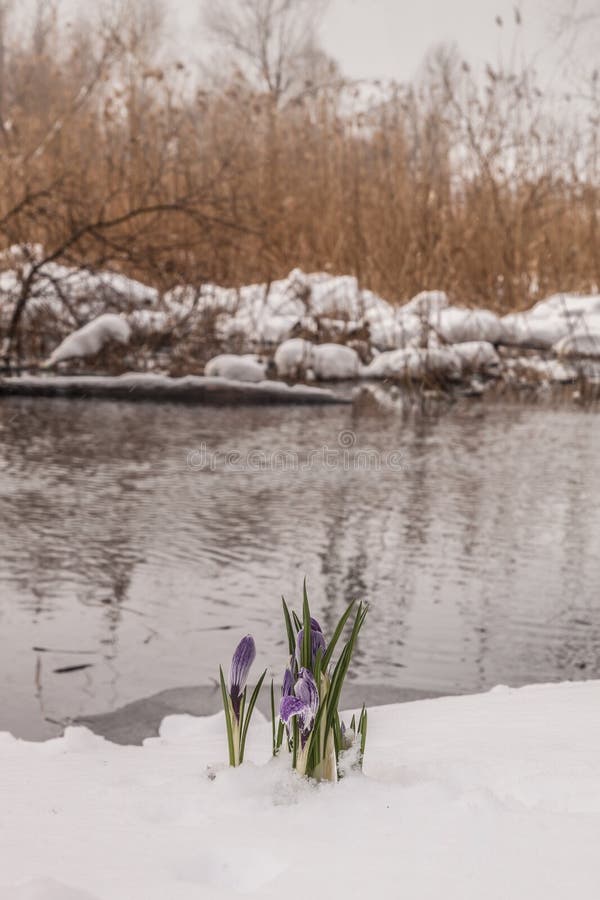 Crocuses in Snow. Purple Crocuses Pushing Their Way Up through the Snow ...