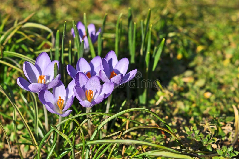 Crocuses in spring stock image. Image of nature, iris - 23187415
