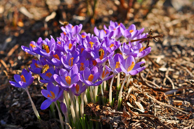 Crocuses in spring stock image. Image of yellow, nectar - 23187425