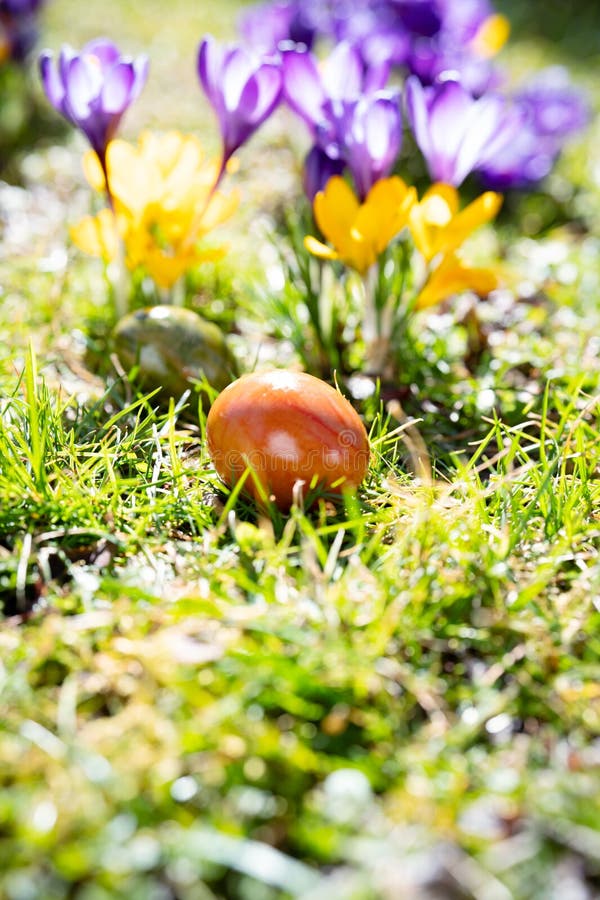 Crocuses in Spring with Easter Eggs Stock Image - Image of decoration ...