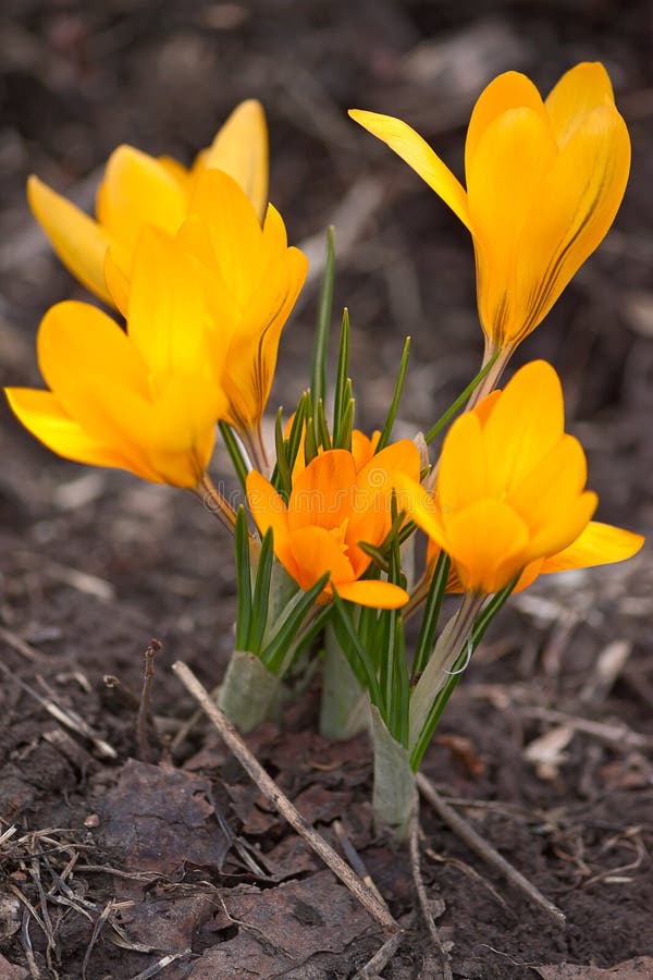 Crocuses stock photo. Image of flowers, crocus, beauty - 34858368