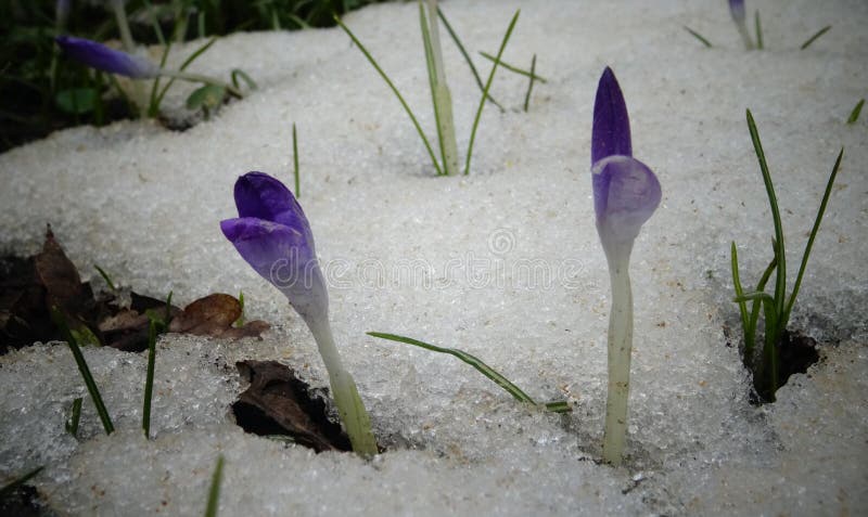 Crocuses, Spring Flowers Sprout from the Snow Stock Photo - Image of ...