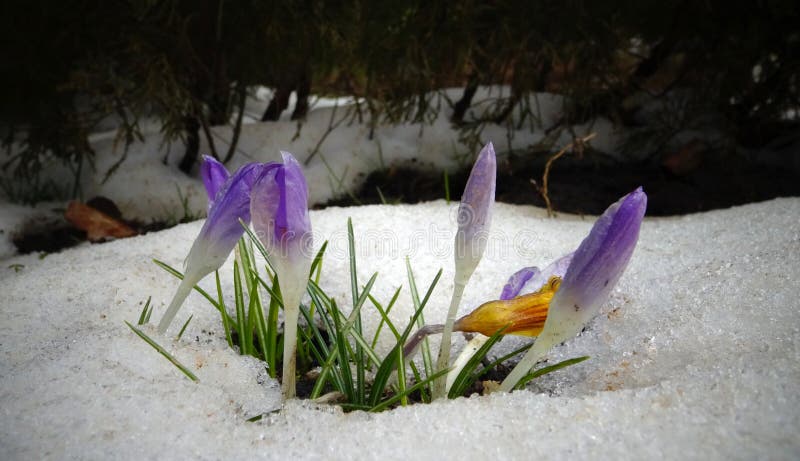 Crocuses in the Spring stock photo. Image of green, spring - 144281656