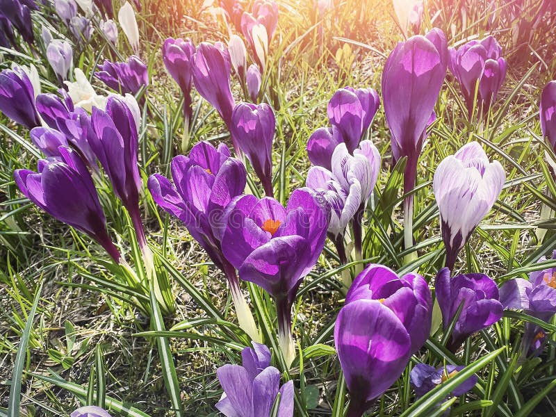 Crocuses in the Spring Forest, Garden Crocuses Bloom in the Flowerbed ...